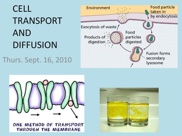 Cell transport and diffusion | PPT