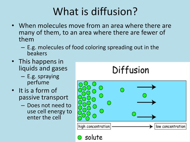 Cell transport and diffusion | PPT