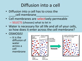 Cell transport and diffusion | PPTX