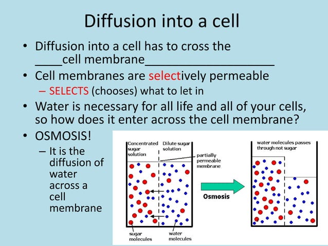 Cell transport and diffusion | PPT