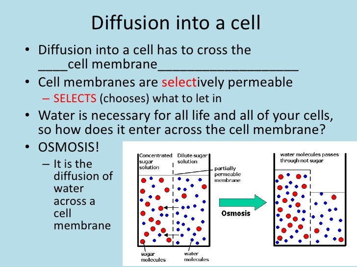 Cell transport and diffusion