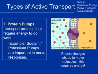 Cell Transport and The Plasma Membrane | PPT