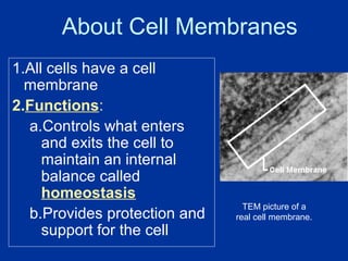Cell Transport and The Plasma Membrane | PPT