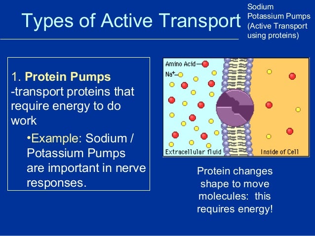 Cell Transport and The Plasma Membrane