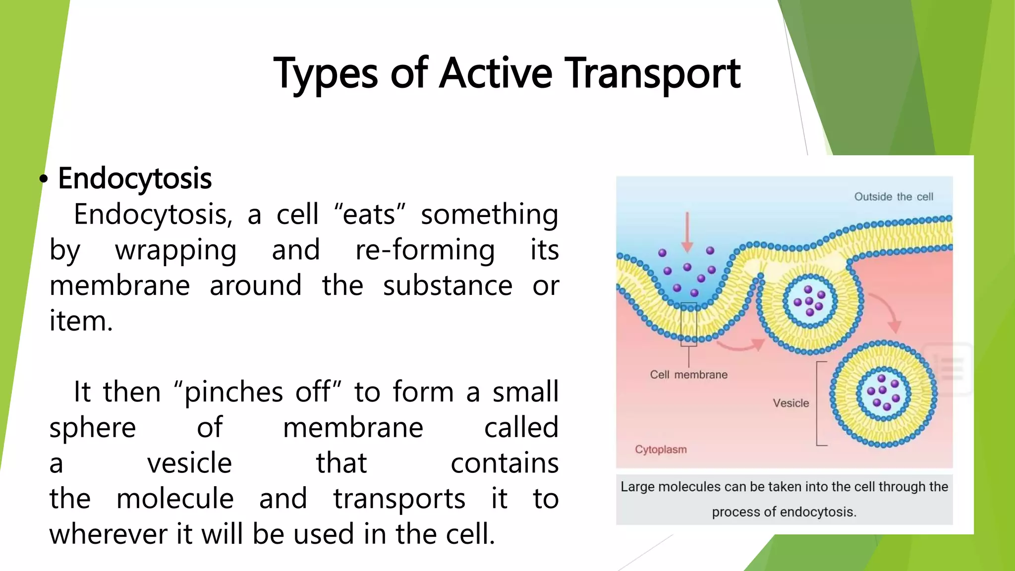 CELL TRANSPORTATION.pptx