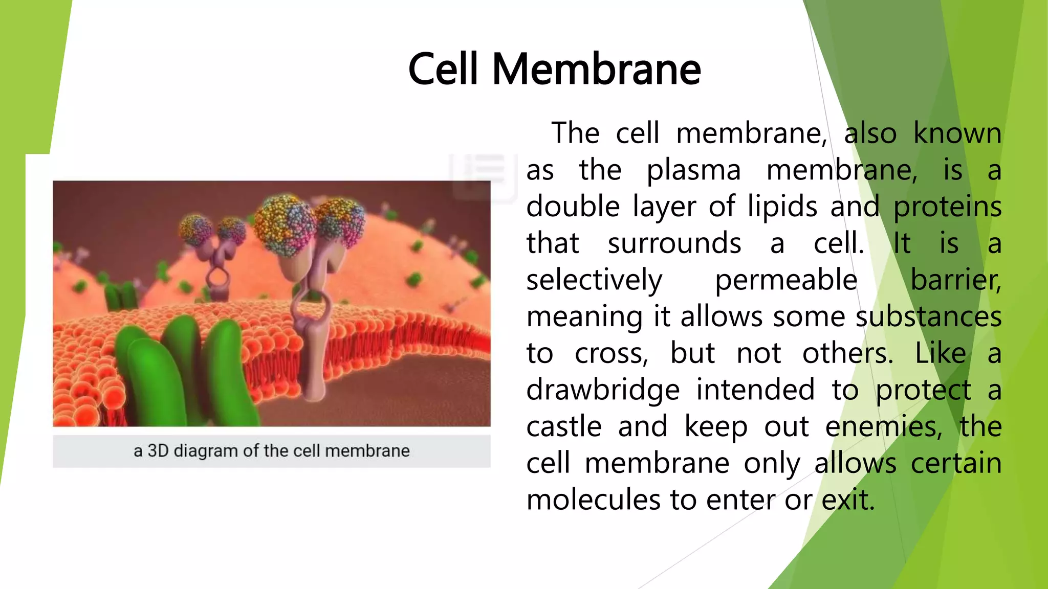 CELL TRANSPORTATION.pptx