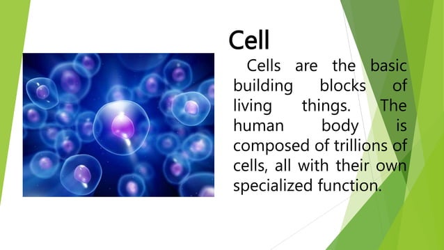 CELL TRANSPORTATION.pptx