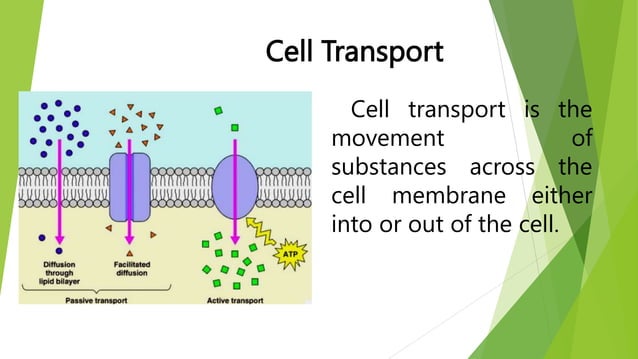 CELL TRANSPORTATION.pptx