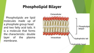 CELL TRANSPORTATION.pptx