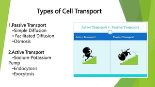 CELL TRANSPORTATION.pptx