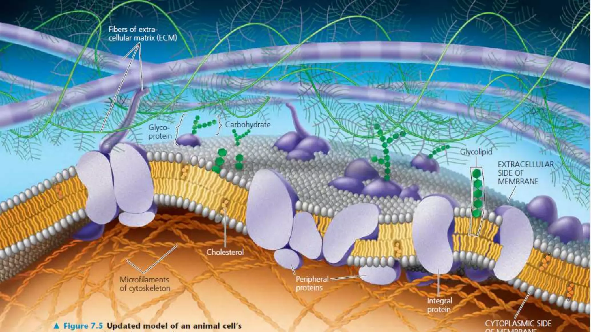 Cell Transport Mechanism.pptx