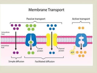 Cell transport mechanism-Biochemistry .pptx