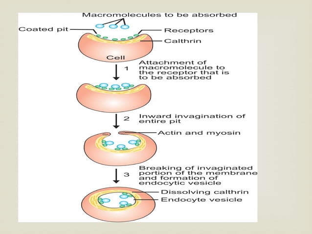 Cell transport mechanism-Biochemistry .pptx