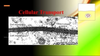 active passive CELL TRANSPORT MECHANISM....pptx