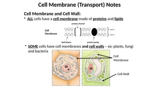 active passive CELL TRANSPORT MECHANISM....pptx