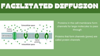 Cell Transport Mechanism(2024)IMRC,Ice_Trae (1).pdf
