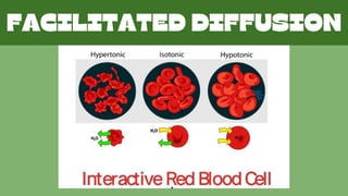 Cell Transport Mechanism(2024)IMRC,Ice_Trae (1).pdf