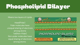 Cell Transport Mechanism(2024)IMRC,Ice_Trae (1).pdf