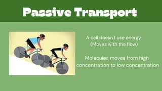 Cell Transport Mechanism(2024)IMRC,Ice_Trae (1).pdf