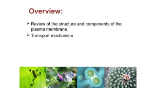 Cell Transport Mechanisms General Biology I.pptx