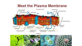 Cell Transport Mechanisms General Biology I.pptx
