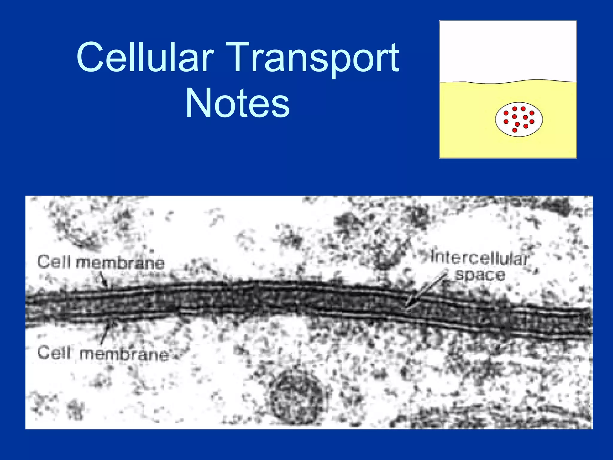 Cell transport notes 2006 | PPT