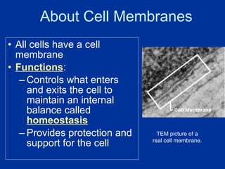 Cell transport notes 2006 | PPT