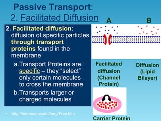 Cell transport notes | PPT