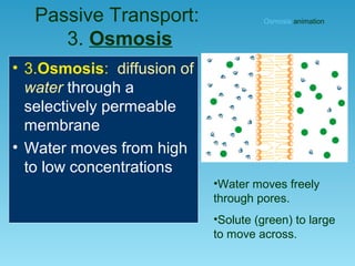 Cell transport notes | PPT