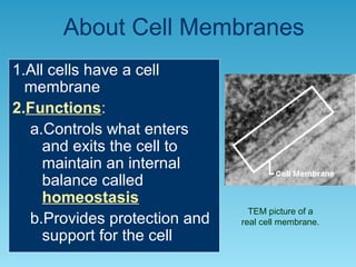 Cell transport notes | PPT