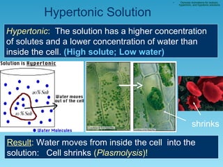 Cell transport notes | PPT