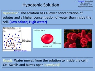 Cell Transport Powerpoint.pptx
