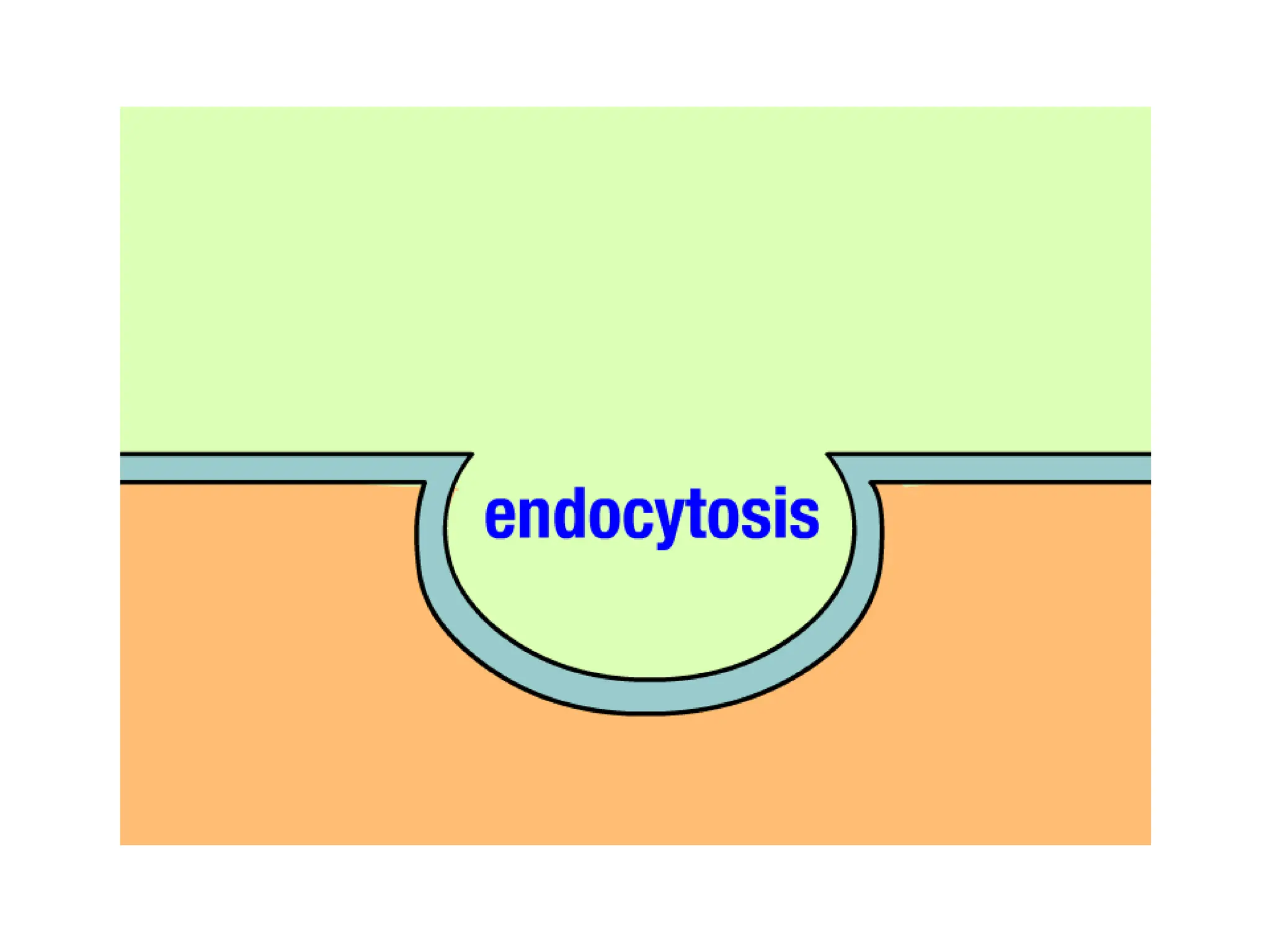 Cell Transport Powerpoint-BIOLOGY 1.pptx