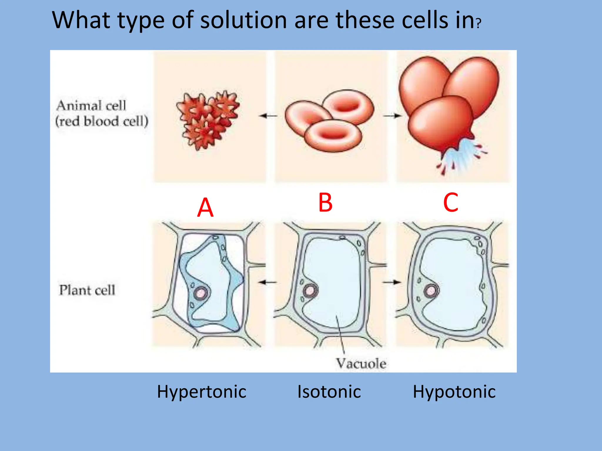 Cell Transport Powerpoint-BIOLOGY 1.pptx