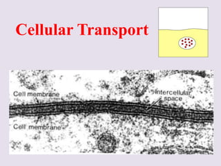 Cell Transport Powerpoint-BIOLOGY 1.pptx