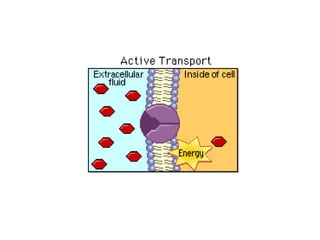 Cell Transport Powerpoint-BIOLOGY 1.pptx