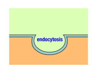 Cell Transport Powerpoint-BIOLOGY 1.pptx