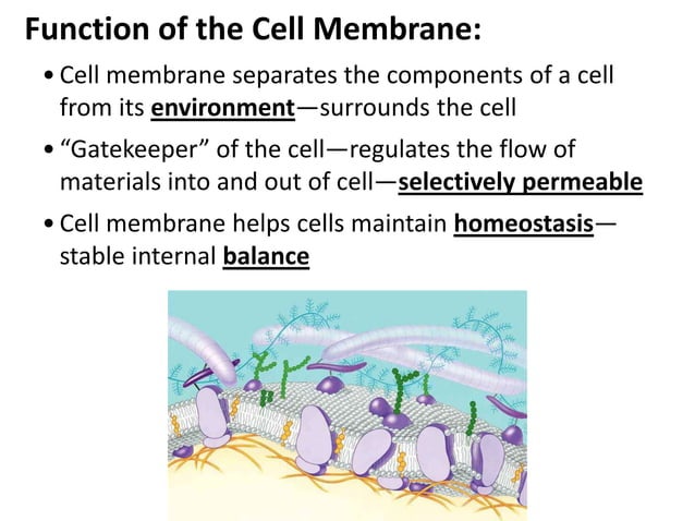 Cell Transport Powerpoint-BIOLOGY 1.pptx