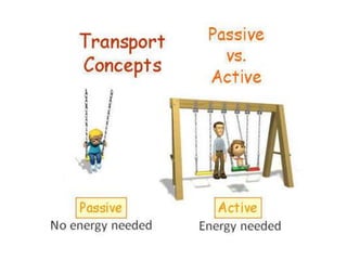 Cell Transport Powerpoint-BIOLOGY 1.pptx