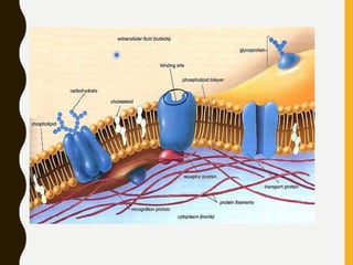Cell Transport ppt.ppt