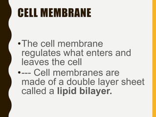 Cell Transport ppt.ppt
