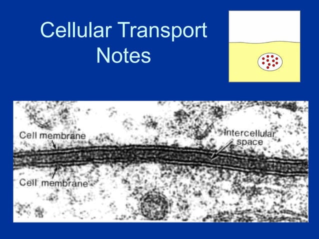 Cell Transport PowerPoint, including active transport, passive ...