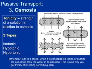 Cell Transport PowerPoint, including active transport, passive ...