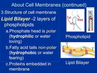 Cell Transport PowerPoint, including active transport, passive ...