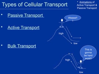 Cell Transport PowerPoint, including active transport, passive ...