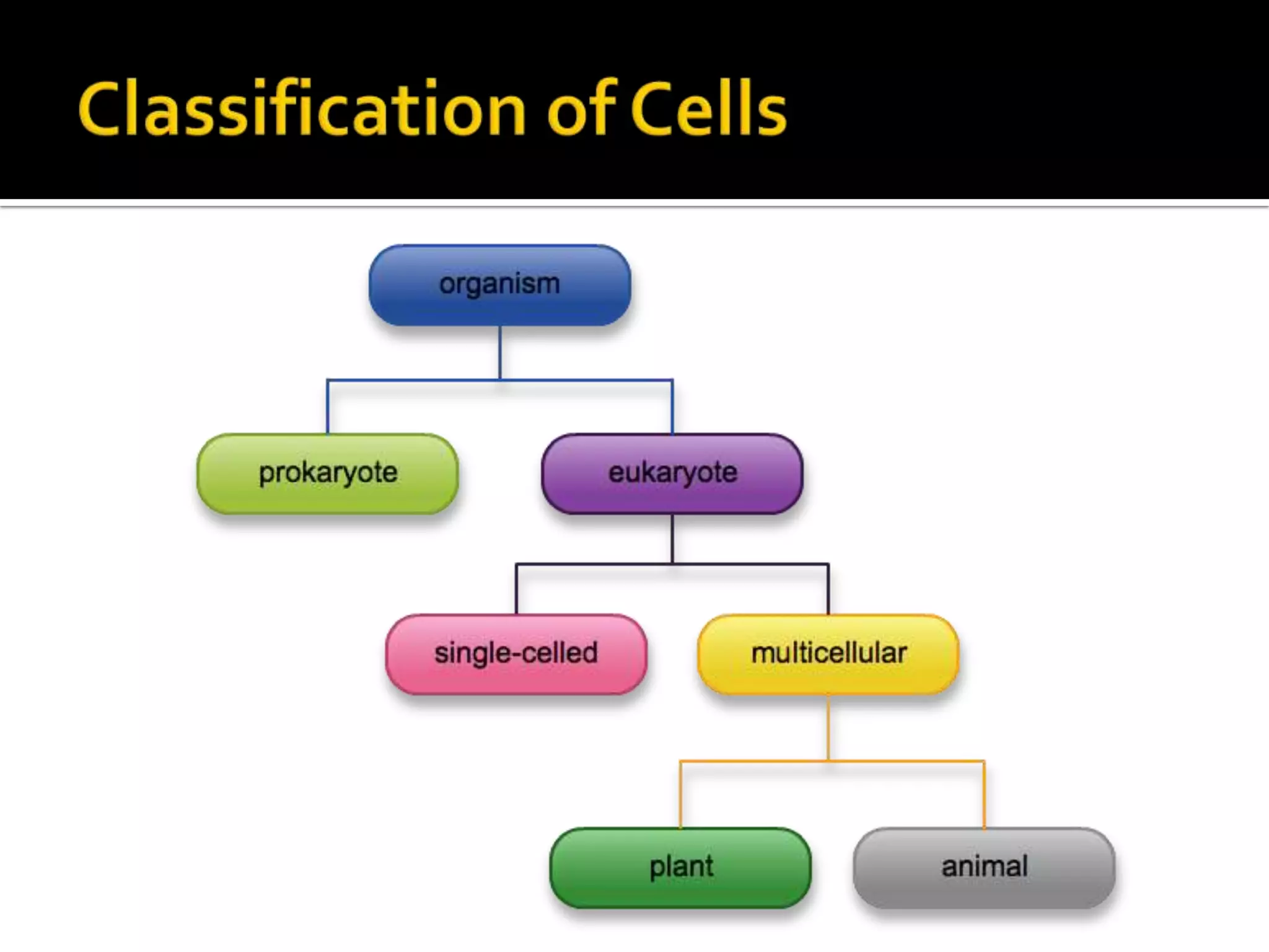 Cell theory & types of cells | PPTX