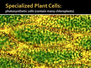 Cell theory & types of cells | PPTX
