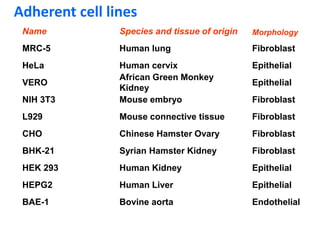 cell types.ppt