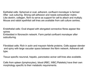 cell types.ppt