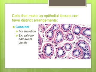 Cell Types | PPTX